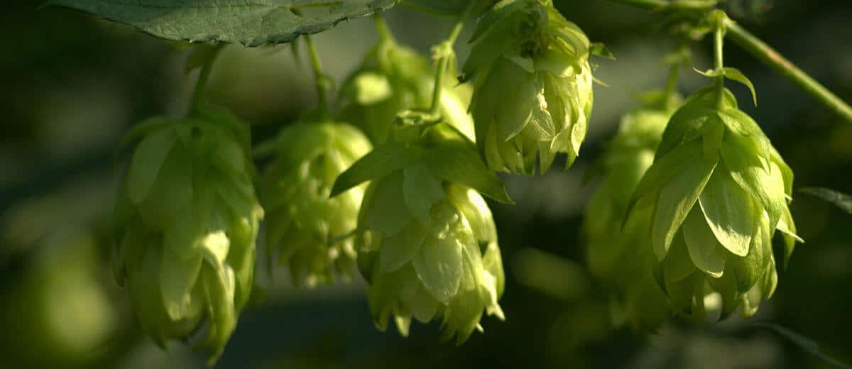 IBU - International Bitterness Unit » Papo de Bar