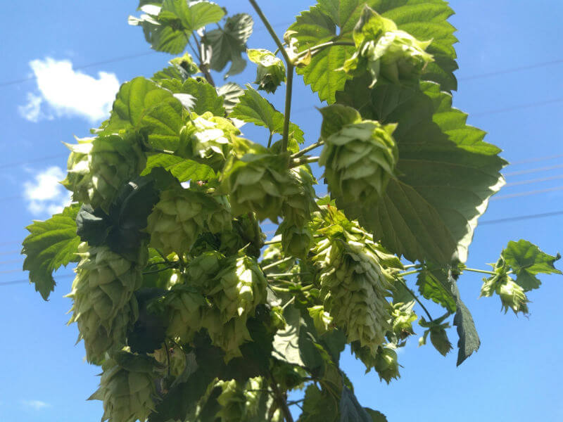 plantação de lúpulo » Papo de Bar