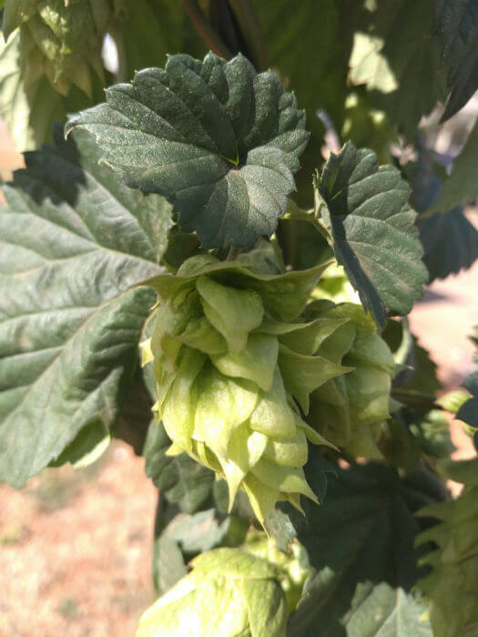 plantação de lúpulo » Papo de Bar